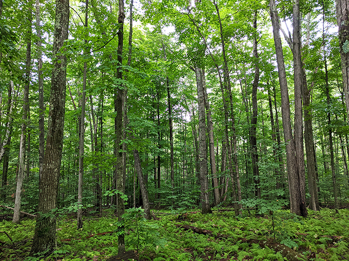 Towering trees create nature's cathedral, where sunlight filters through like stained glass and the floor is carpeted in ferns.