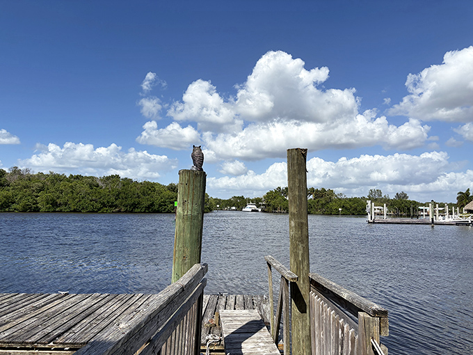 An owl stands sentinel over the Everglades waters. Even the wildlife knows this spot offers the best views in town.