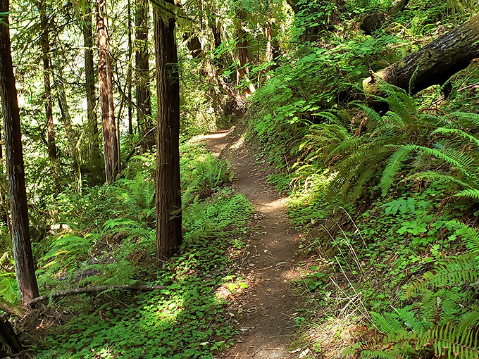 This sunlit trail through fern-lined redwood groves offers the kind of therapy no couch session could ever provide.