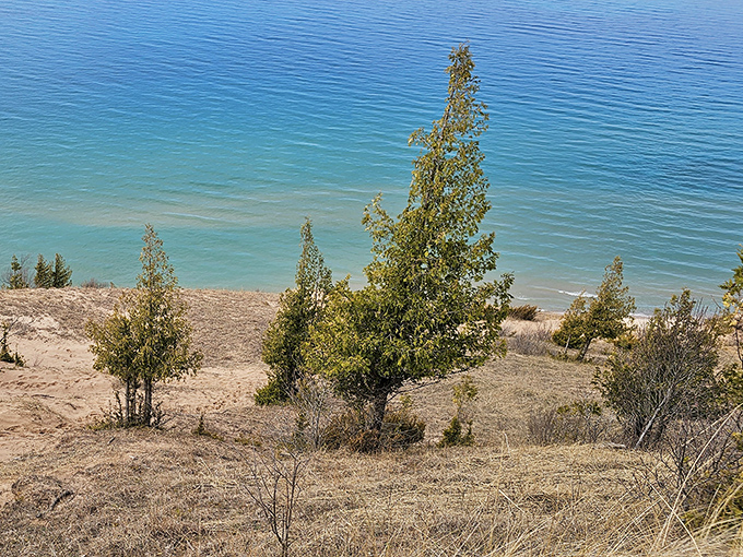 Nature slowly reclaims the dunes, one persistent tree at a time. These survivors somehow thrive where nothing should grow.