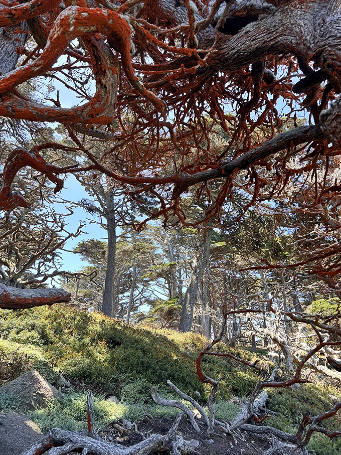 Branches twist and reach like nature's own modern art installation. If Gaudi designed trees instead of buildings, they'd look exactly like this.