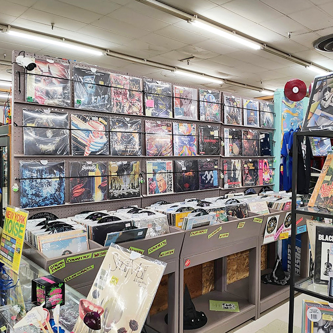 Vinyl heaven for music lovers who know albums were meant to be experienced, not streamed. Each record sleeve is a time capsule of artistic expression.