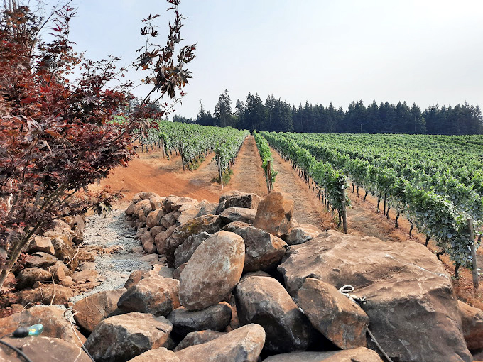 Ancient stone formations frame vineyard rows like nature's own sculpture garden meets wine country.