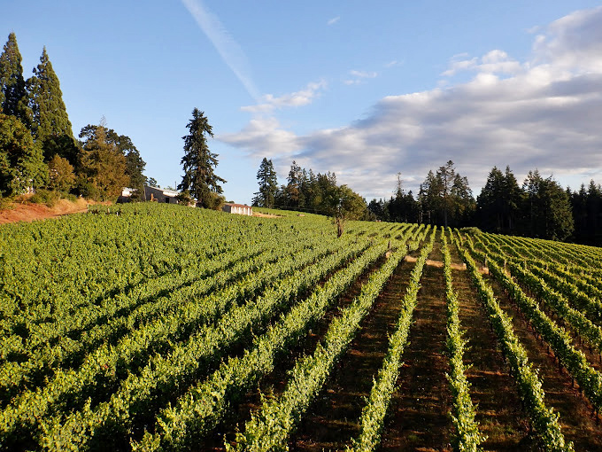 Golden hour light transforms ordinary vineyard into magical landscape worthy of wine country postcards.