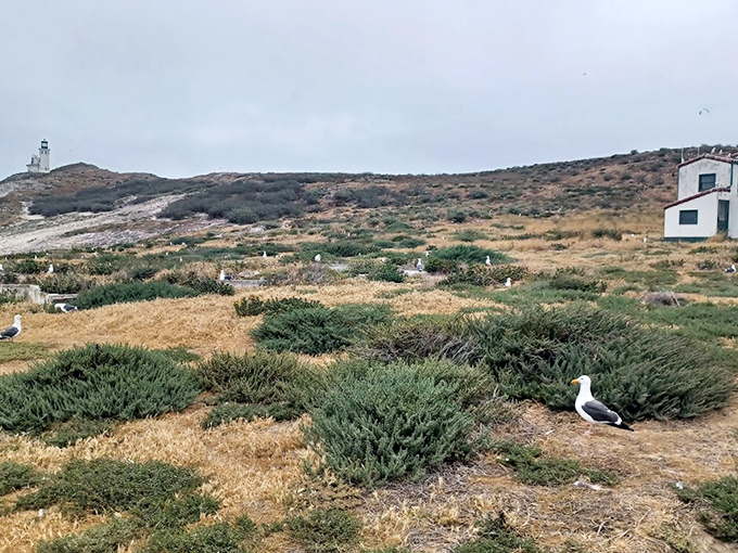 The island's sparse vegetation creates a natural garden around the lighthouse, wildflowers adding splashes of color to this remote paradise.