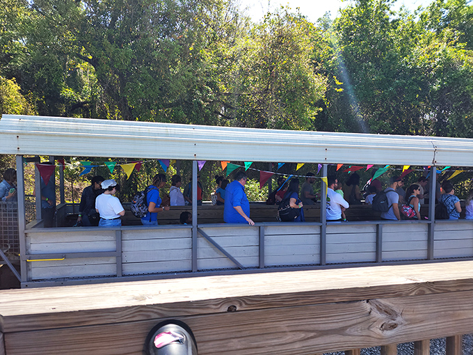 The open-air observation car offers panoramic views of Florida's natural beauty, letting passengers feel the breeze as they roll through the countryside.