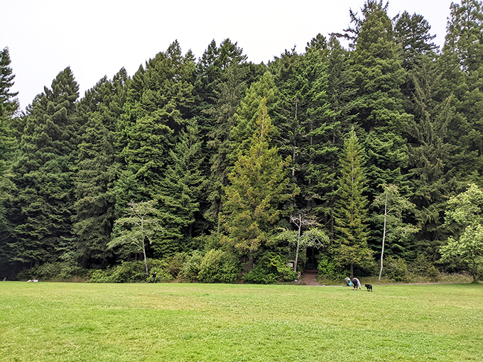 The Community Forest's edge offers a perfect transition between civilization and wilderness. Those towering redwoods have seen a few things in their time.