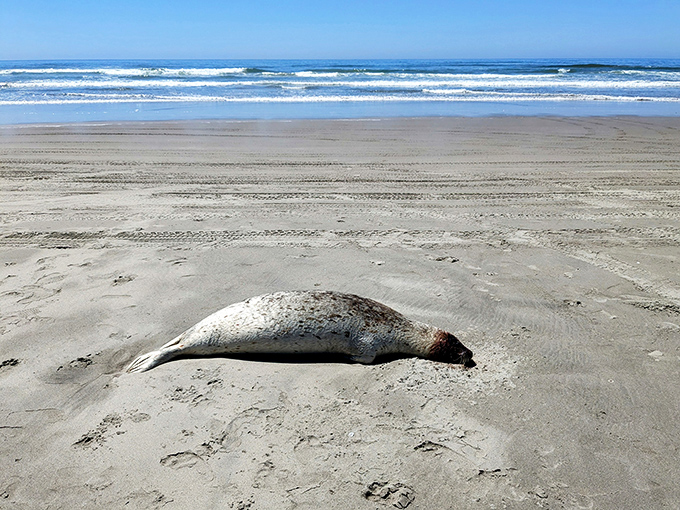 Nature's reminder of wild Oregon &ndash; a harbor seal rests on the shore, the ocean's ambassador taking a well-deserved break.