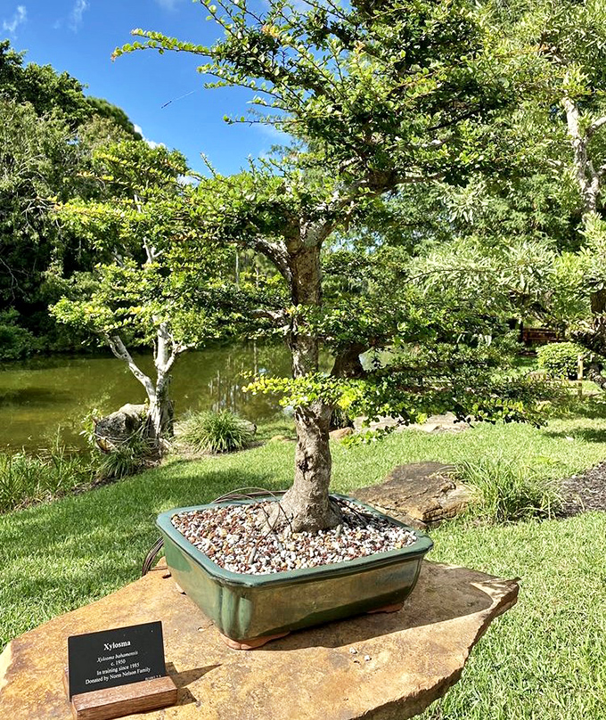 Bonsai trees proving that good things come in small packages, patience required, batteries not included.