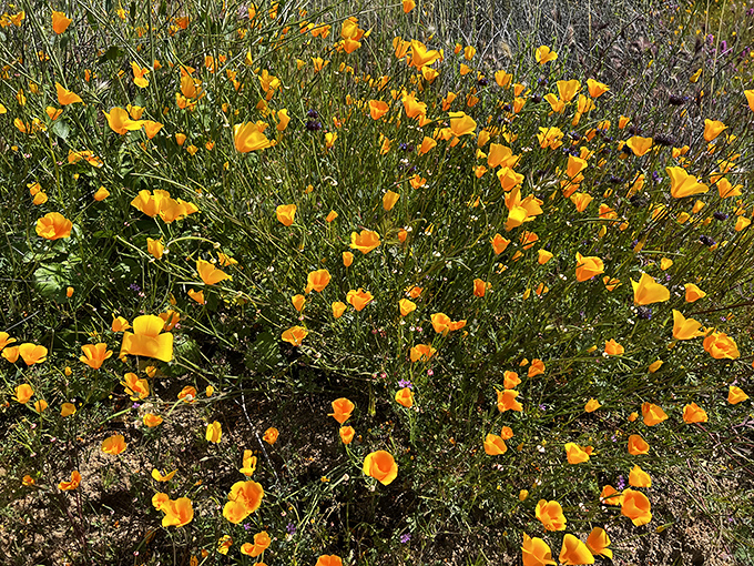 California's famous golden ambassadors: These poppies line the trail in spring, nature's way of rolling out the orange carpet for waterfall seekers.