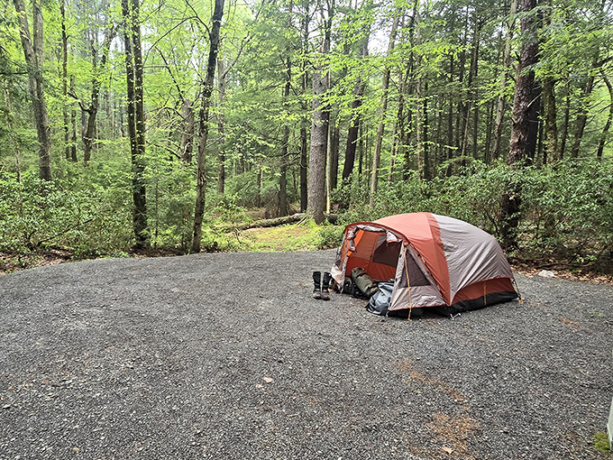 Camping spots nestled in verdant forest glades. Your reservation at this five-million-star hotel includes complimentary bird songs.