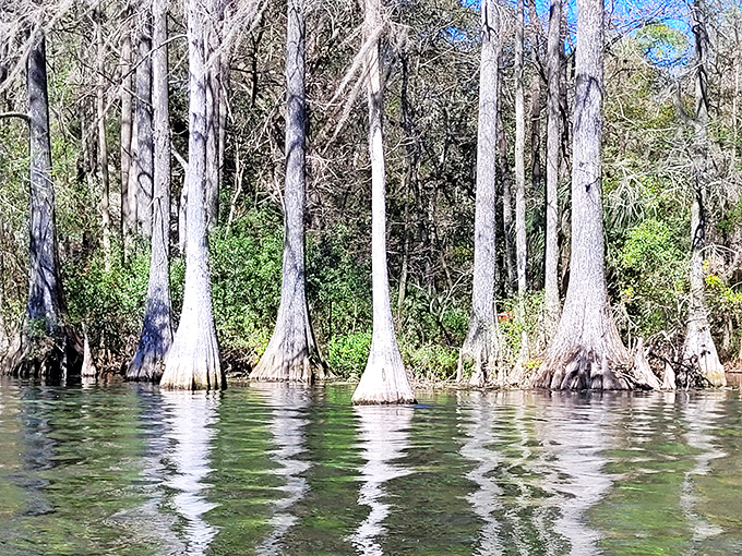 Cypress sentinels stand guard over the waterway, their knobby "knees" creating an otherworldly forest that's quintessentially Florida.