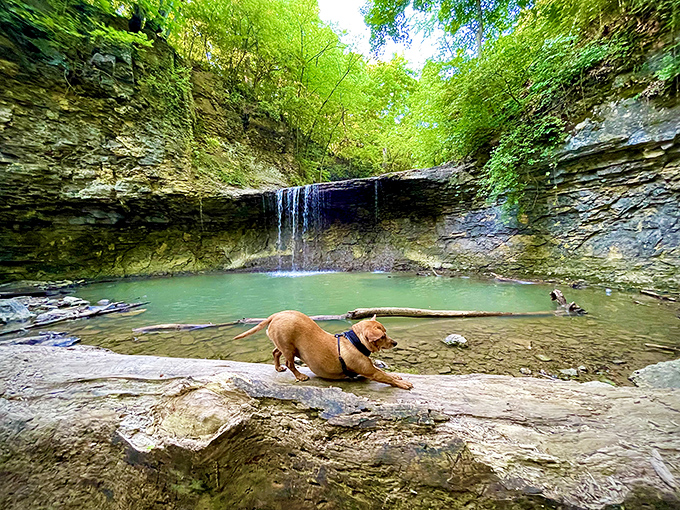 Even four-legged critics give this waterfall two paws up. The perfect spot for contemplating life's big questions, like "who's a good boy?"