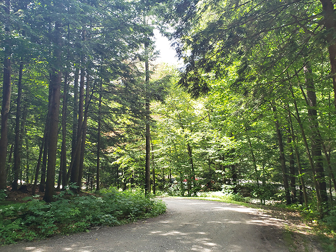 Sunlight filters through the canopy like nature's own stained glass, creating a cathedral-like path that beckons you deeper into the woods. 