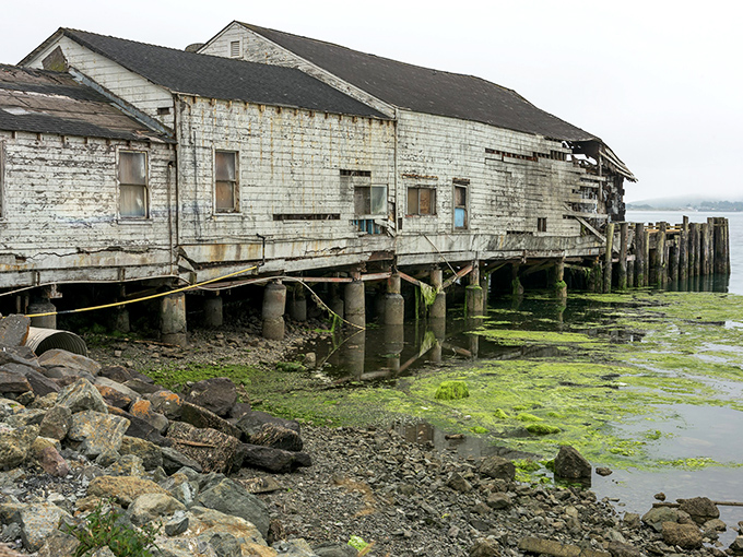 Even in fog and decay, there's something hauntingly beautiful about Bodega Bay's weathered buildings &ndash; they've earned every splinter and salt stain.