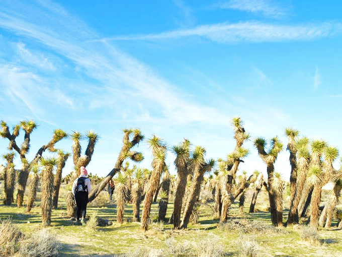 Joshua Tree sentinels stand guard. These distinctive desert plants create their own unique forest, adding character to Red Rock Canyon's already dramatic landscape.