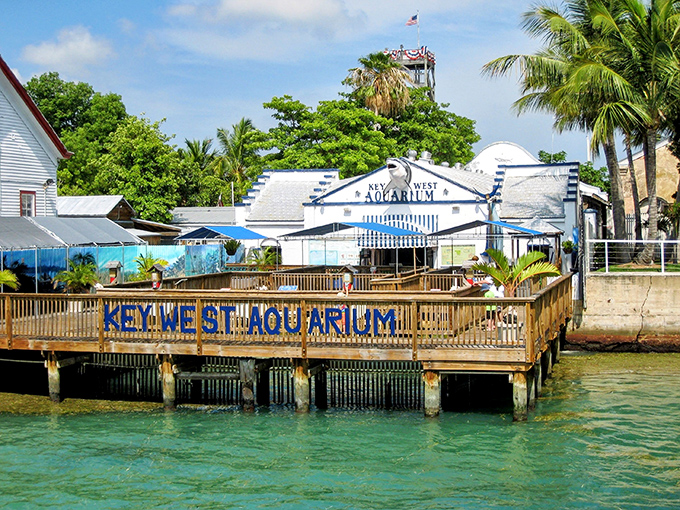 The Key West Aquarium sits right on the harbor, offering close encounters with the same marine life you might spot while snorkeling offshore.