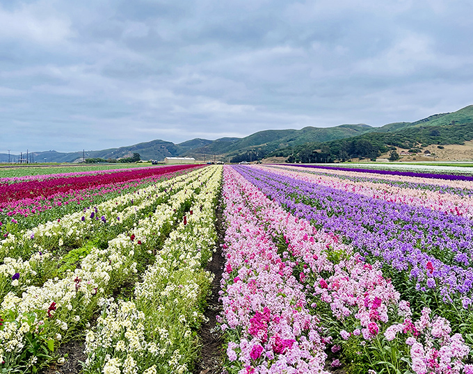 The flower fields explode in technicolor stripes, a reminder of when Lompoc was the flower seed capital of the world. Nature showing off without an admission fee.