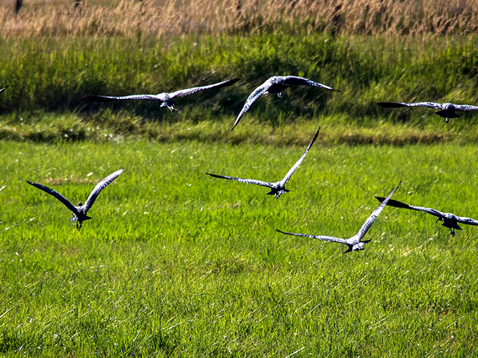 Nature's air show happens daily in Johnstonville's open spaces. These birds don't need to file flight plans or worry about landing fees.