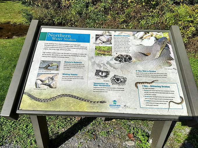 Educational signs that make learning about local snakes surprisingly less terrifying than encountering them.