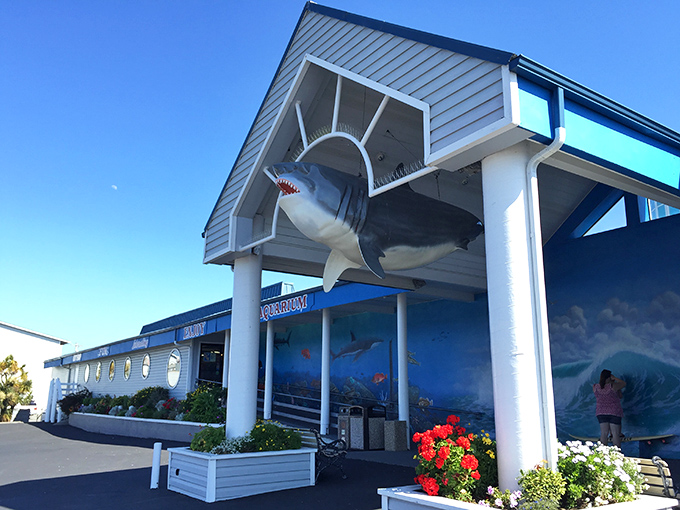Ocean World's shark entrance makes no subtle promises. Inside, marine exhibits delight visitors of all ages, proving retirement in Crescent City means grandkids will never be bored during visits.