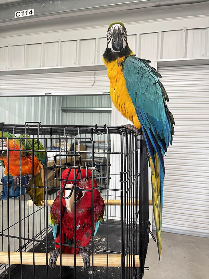 Tropical birds bring living color to the market! This magnificent macaw reminds shoppers they're definitely not in the frozen North anymore.