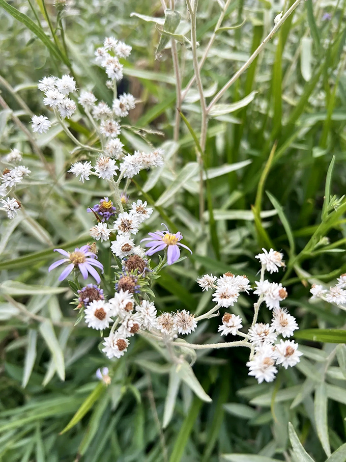 Delicate wildflowers transform the harsh volcanic landscape into a botanical wonderland. Nature's version of making lemonade from lemons.