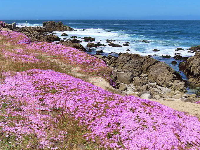 Perkins Park's carpet of ice plant blooms creates a purple-pink spectacle that makes even seasoned locals pull over for photos.