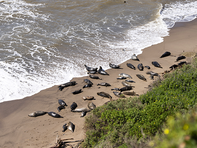 Seals lounging on the beach like teenagers on summer break, mastering the art of doing absolutely nothing with impressive dedication.