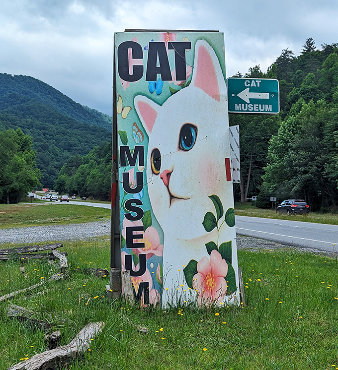 Roadside signage ensures cat enthusiasts don't miss their turn. Those blue eyes could spot a mouse—or a tourist—from a mile away.