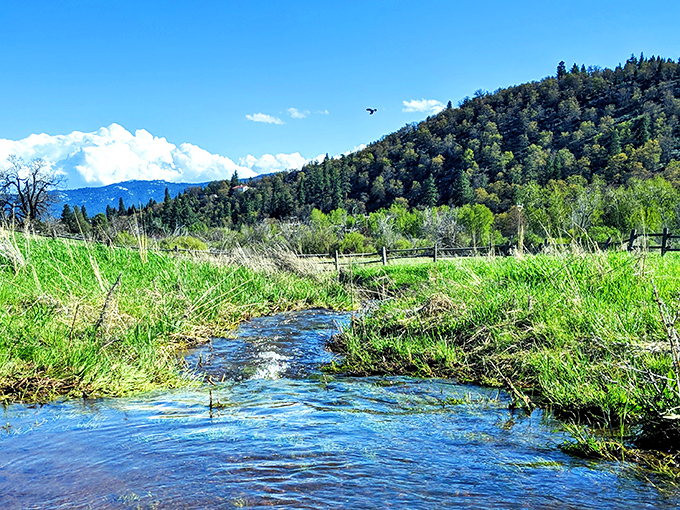 Susanville Ranch Park's stream catches spring light like liquid diamonds, a reminder that in nature's economy, beauty is the most abundant currency.