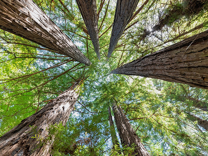 Looking up through the redwood canopy reminds you just how small we are in this grand coastal cathedral.