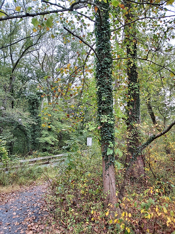 Autumn transforms the trails around Jericho Bridge into a tapestry of gold and green, with ivy-wrapped trees standing sentinel.