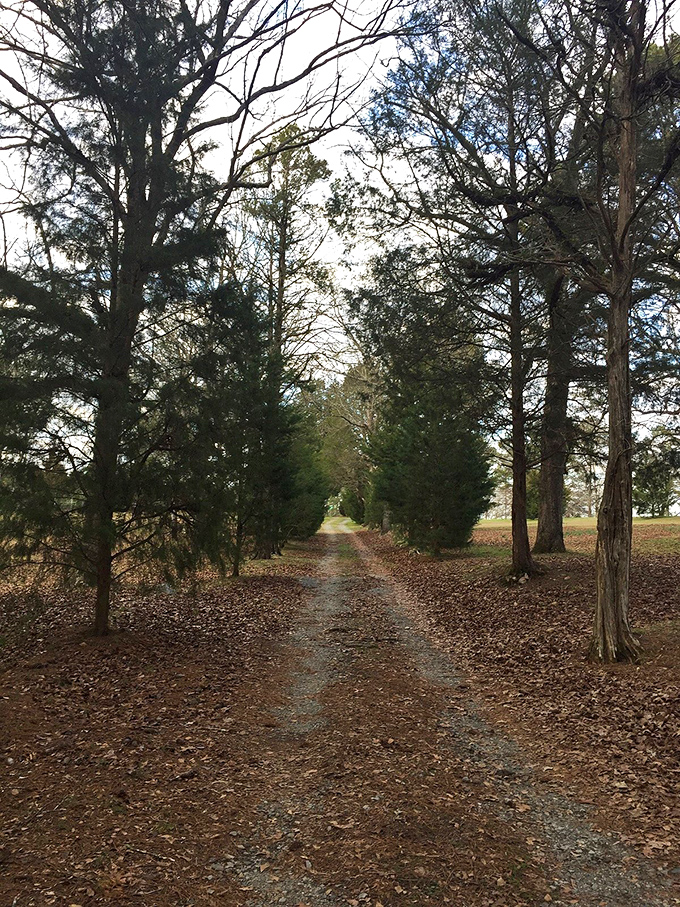 Tree-lined paths like this one practically demand contemplative walks where great ideas are born and stress goes to die.