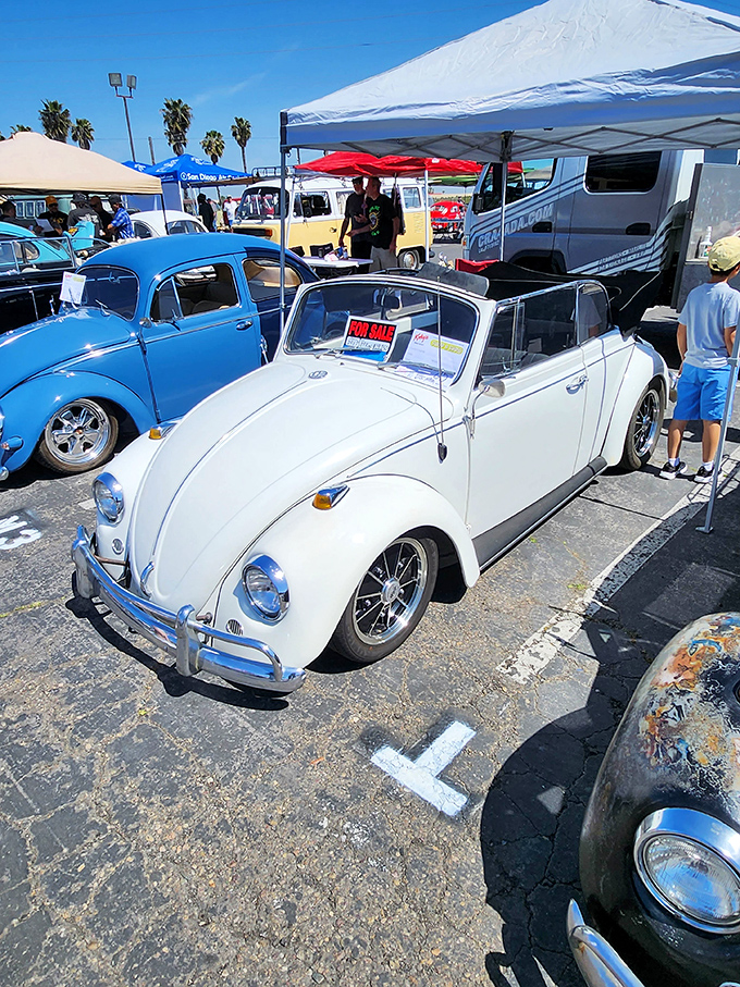 Classic Volkswagen Beetles gleam in the California sun, tempting visitors with automotive nostalgia and dreams of coastal cruising.