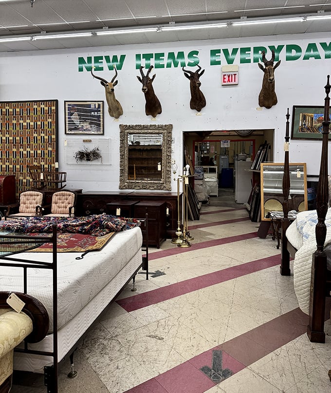 "NEW ITEMS EVERYDAY" isn't just a sign&mdash;it's a promise. Even the mounted deer heads seem surprised by the constant rotation of treasures below them.
