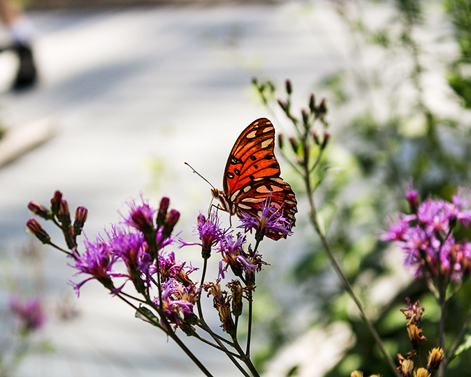 A Gulf Fritillary butterfly doing what we all should &ndash; stopping to enjoy the wildflowers instead of rushing through life's garden.