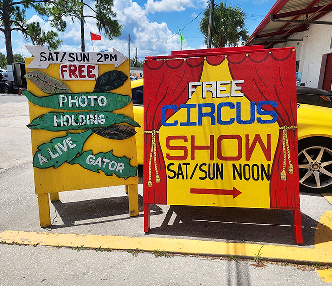 Only in Florida: Where alligator photo ops and circus shows are just another Saturday afternoon. Weekend entertainment that's gloriously old-school.