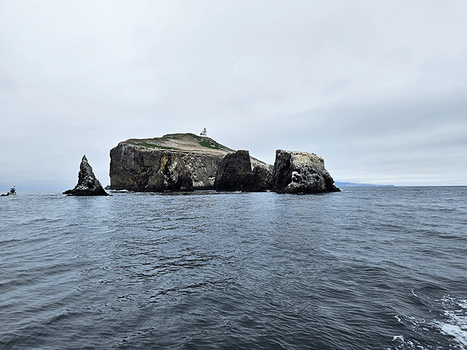 From the water, Anacapa Island rises like a fortress guarding California's coastal treasures.