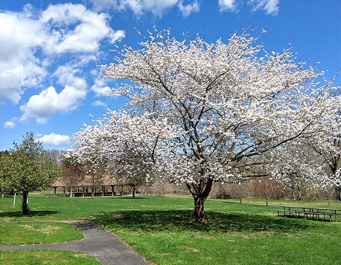 Spring's grand finale: a dogwood in full bloom transforms an ordinary park day into a scene worthy of Monet. Nature showing off never gets old.