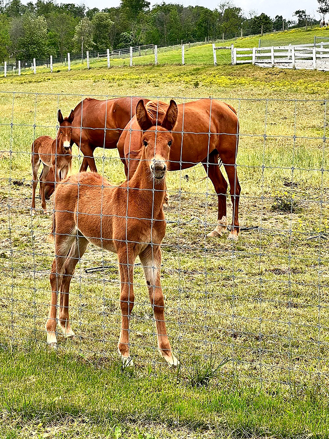 The welcoming committee has assembled. These curious donkeys are the unofficial greeters of Ohio's backroads&mdash;no appointment necessary.