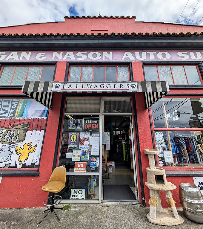 Cat trees and yellow chairs flank the entrance, offering a preview of the eclectic mix of treasures waiting inside.
