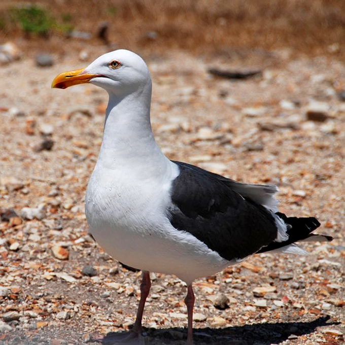 This seagull has the confident stance of a bird who knows he lives in prime coastal real estate. Beach supervisor or local welcoming committee?