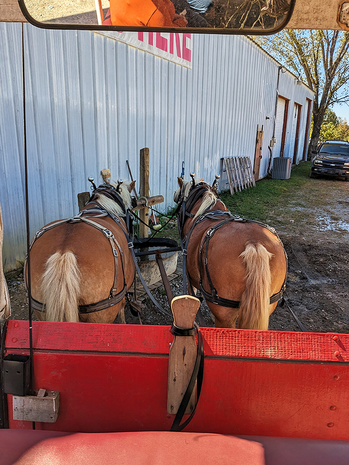From behind the reins, the world looks different - slower, simpler, and infinitely more peaceful.