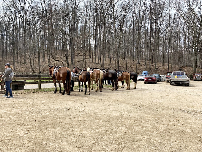These gentle giants offer a different perspective on trail exploration &ndash; four hooves and a mane might be the ultimate park upgrade.