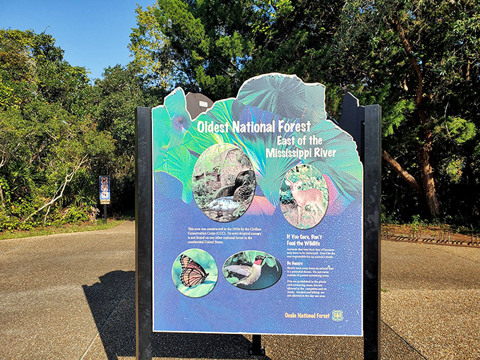 Ocala National Forest: where butterflies, springs, and wildlife have been putting on a show since long before Disney arrived.
