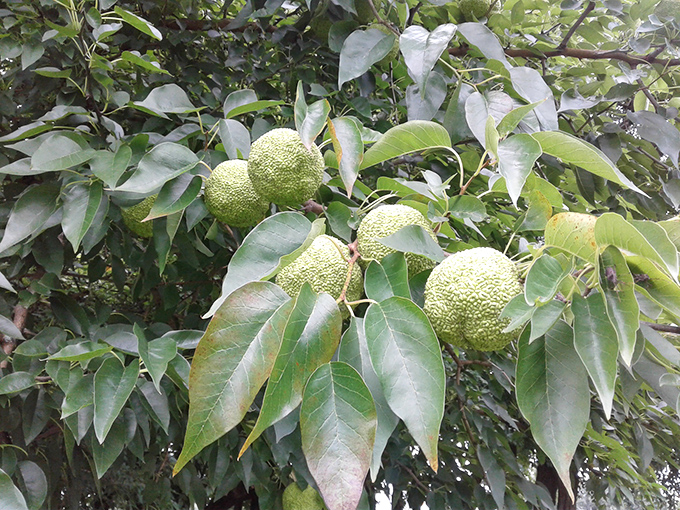 The Osage orange fruit&mdash;nature's own strange sculpture&mdash;complements the man-made corn in this uniquely Midwestern artistic ecosystem.