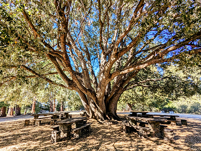 Sunlight illuminates countless branches reaching skyward in nature's cathedral. This tree doesn't need Instagram&mdash;it's been influencing for centuries.