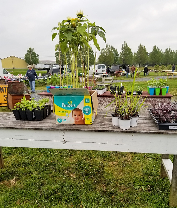 Spring seedlings await new homes, proving that at Root's Flea Market, even repurposed diaper boxes can nurture new beginnings.