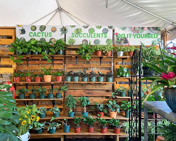 A plant lover's paradise where even notorious plant-killers can find hope in succulents and cacti that practically beg you to try again with something hardier.